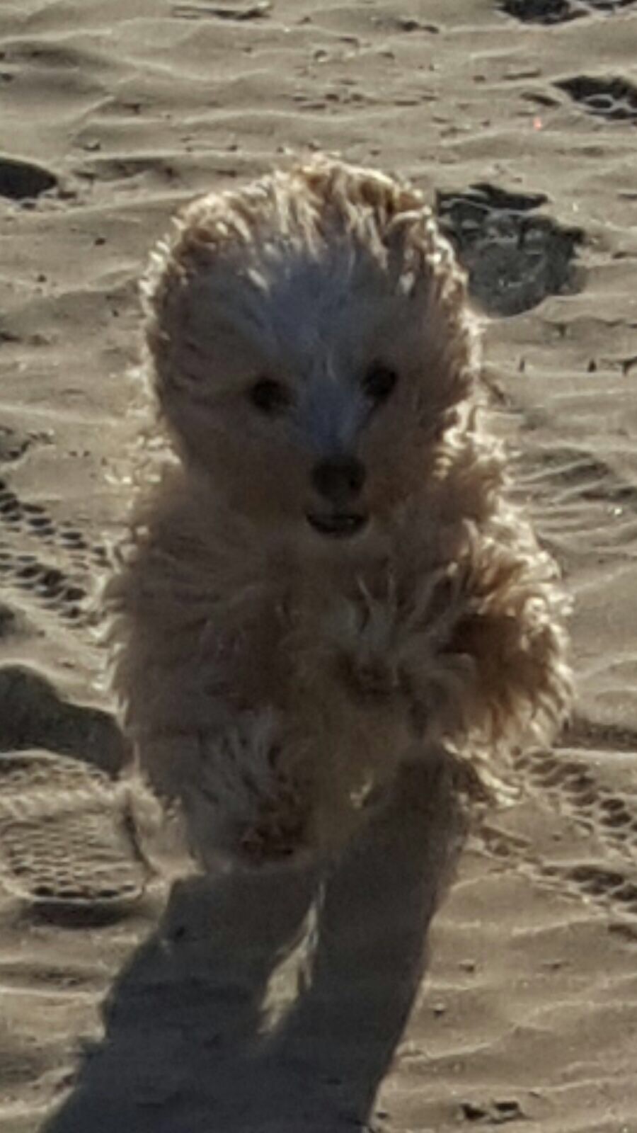 Walkies Cleo and Bonnie – Around the costal path of Wales
