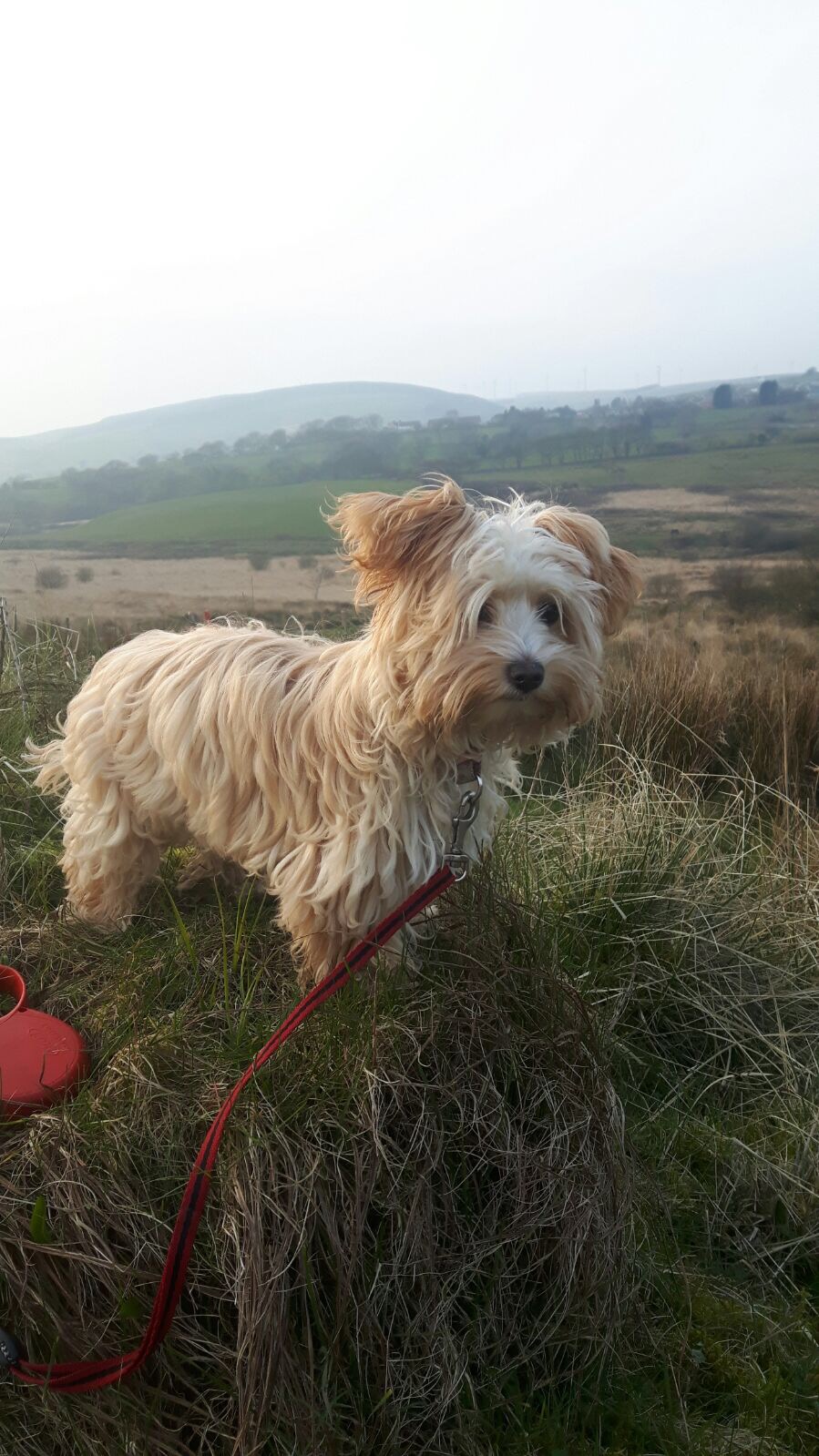 Walkies Cleo and Bonnie – Around the costal path of Wales